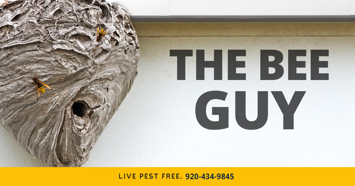 The Bee Guy: Glendale Stinging Pest Control & Elimination | The Bee Guy ...
